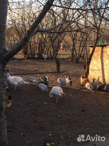 Продаю цесарок