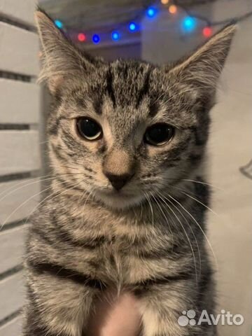 Котенок Фунтик ищет дом