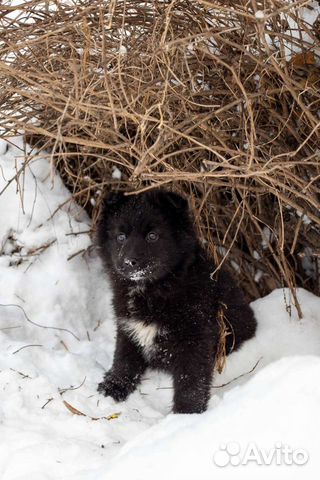 Щенок девочка в добрые руки