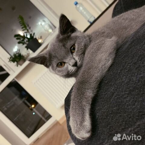 Котенок британец (девочка)