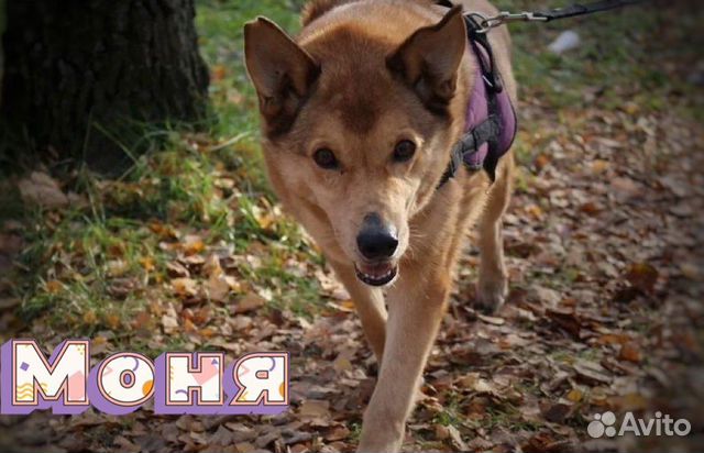 Заберите из холодной клетки приюта