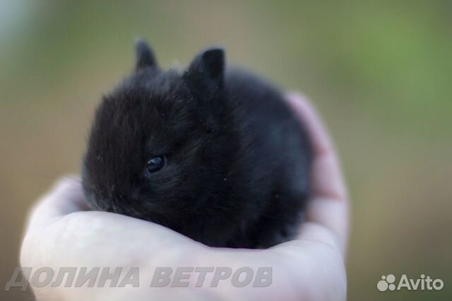 Кролик девочка минор 400 граммов, 2 месяца