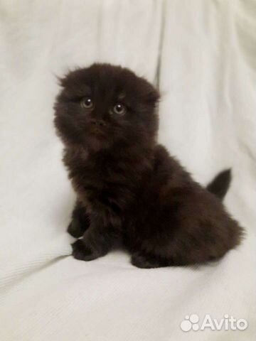 Шотландские вислоухие котята