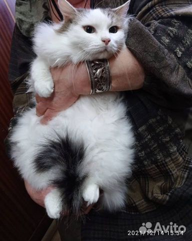 Машка ищет дом