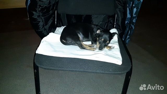 Продажа собак той терьер