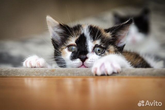 Малышка (1,5 мес) очаровательный котенок ищет мамп