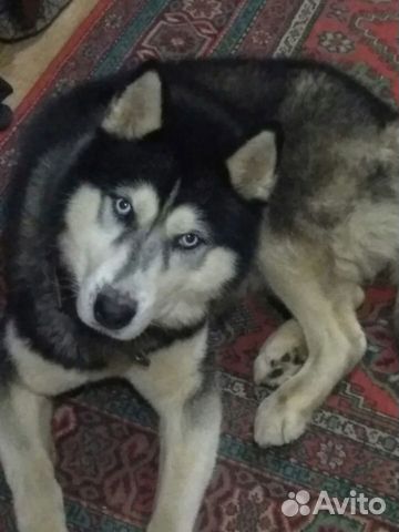 Сибирский хаски