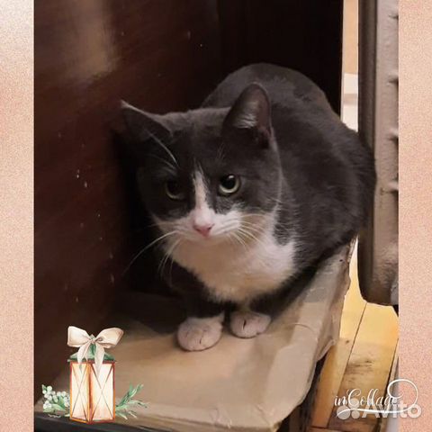 Кошечка Машенька. Около 2 лет. Ищем семью