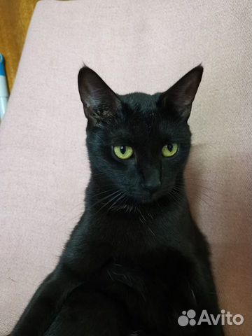 Кошка в доьрые руки