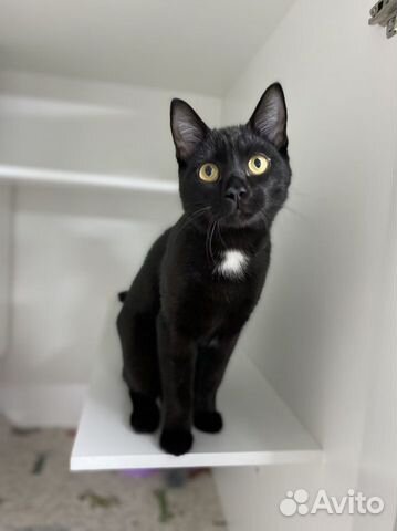 Котенок подросток в добрые руки