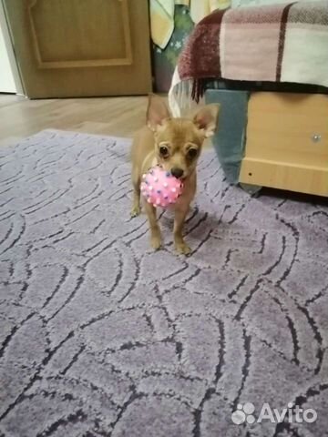 Маленькая собака