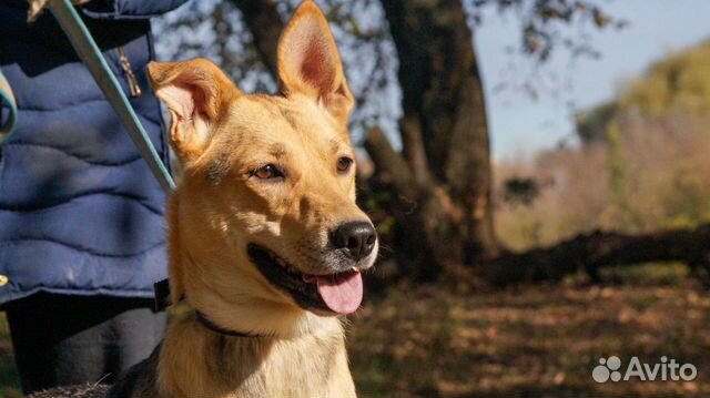 Щенок в приюте ищет дом