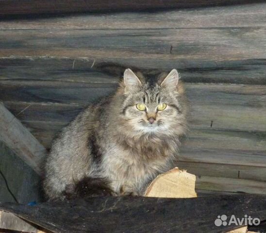 Котёнок -кошечка