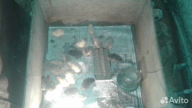 Цыплята недельные