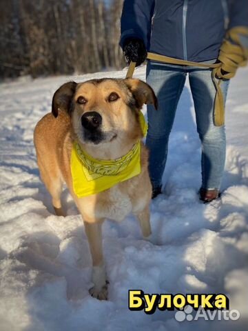 Собачка на дожитие из приюта
