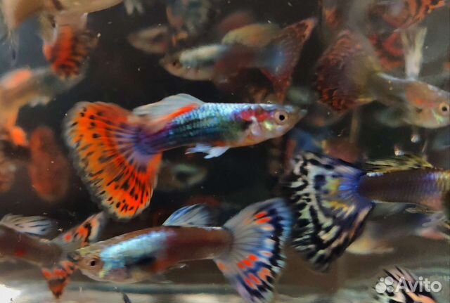 Аквариумная рыба гуппи, оптом от 50шт
