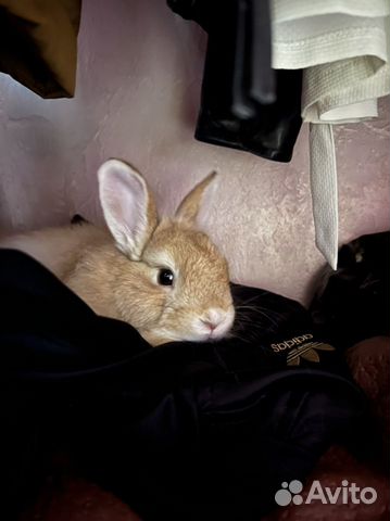 Мини кролик