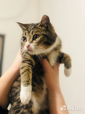 Плюшевая ласкуша в поисках семьи