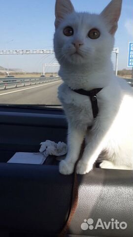 Кошечка,фенотип турецкой ангоры,умерла хозяйка