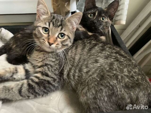 Котята от домашней кошки 3 мес