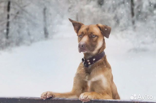 Подросток Рон в дар