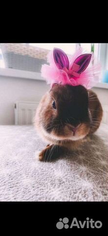 Крольчиха породы минор, Мася