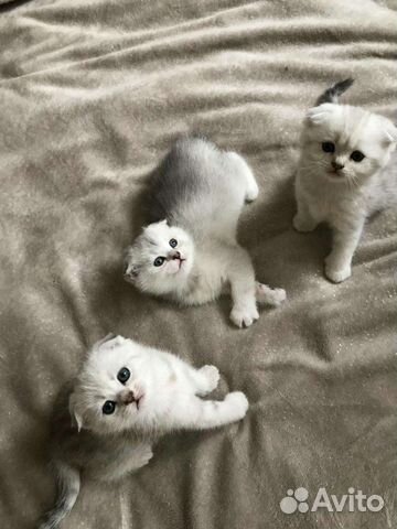 Шотландские котята