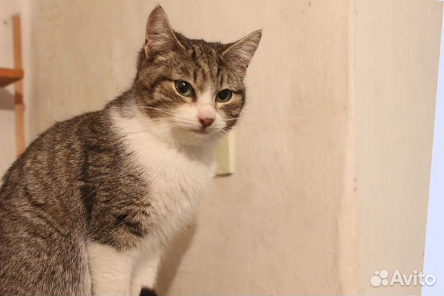 Кошечка-тихоня