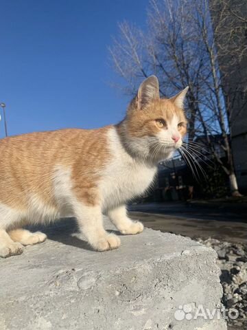 Рыжее счастье