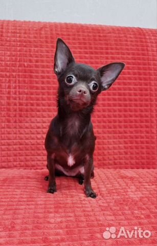 Чихуахуа девочка шоколадка