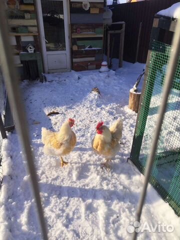 Петух молодой