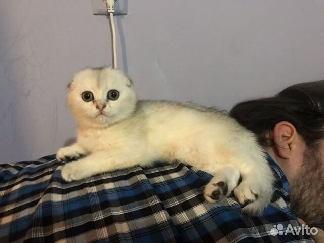 Шотландская