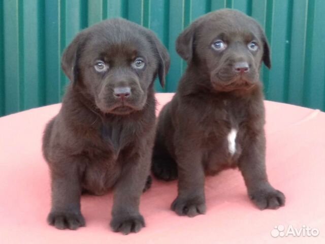 Крошки - хорошки