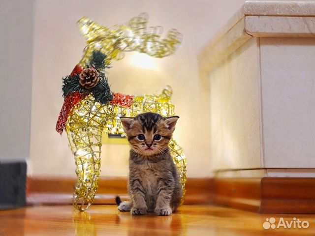 Британские котята