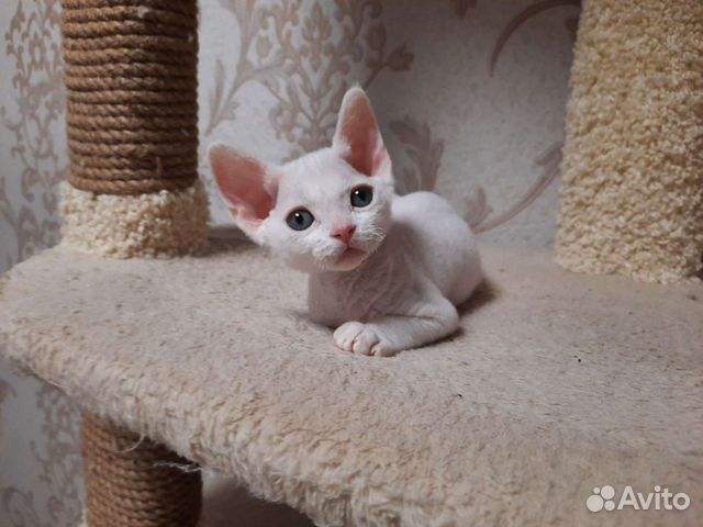Котенок девон-рекс