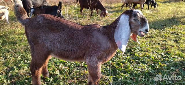 Продажа чп А/Н козочки