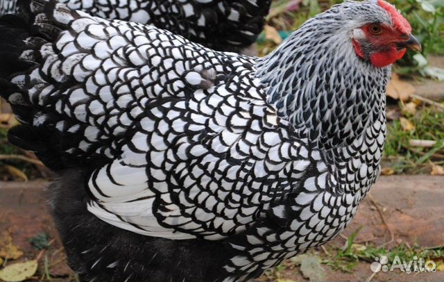 Виандот серебро