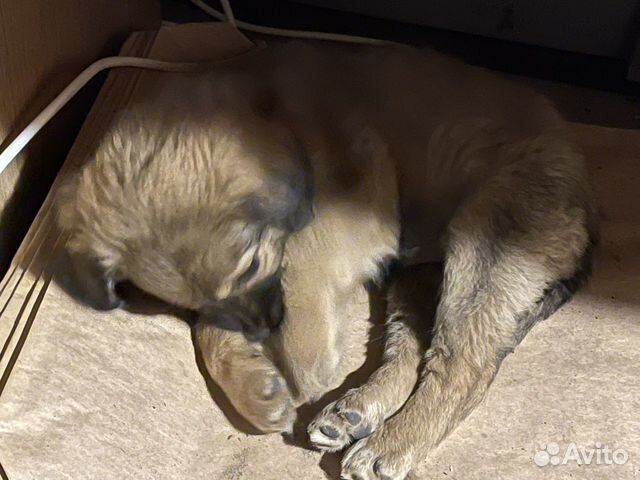 Щенок Маша 2 месяца бесплатно