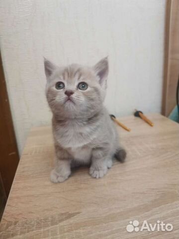 Шотландская кошечка страйт