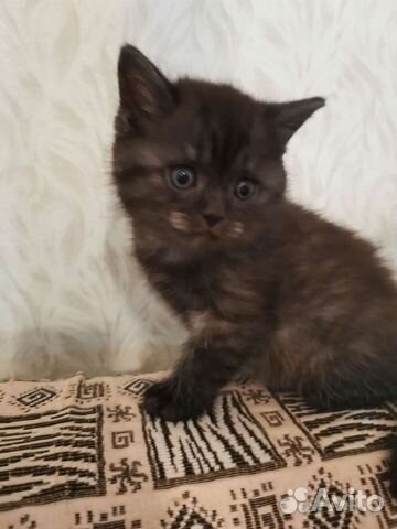 Шикарная кошечка