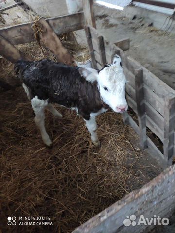 Тёлочка на молоко