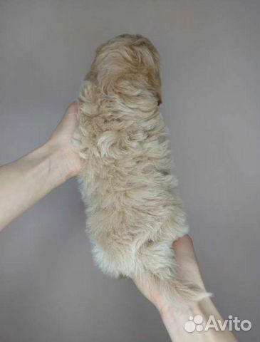 Девочки мальтипу