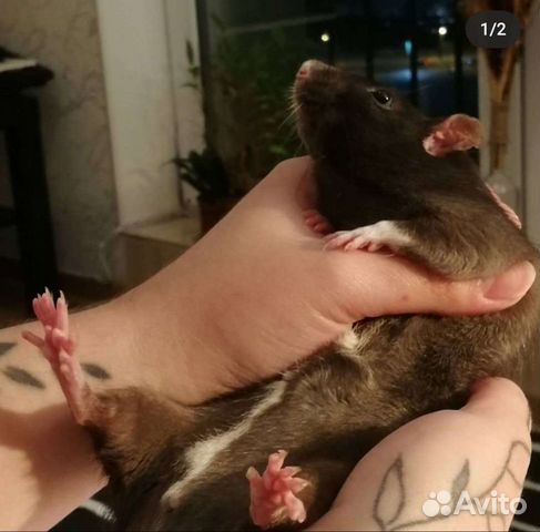 Крыски с клеткой