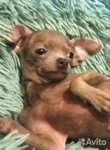 Русский той-терьер мини