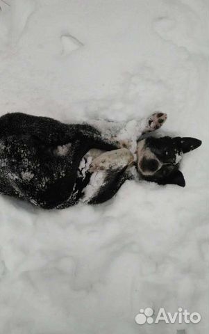 Выбросили старенького пёсика, нужен дом