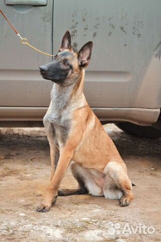 Бельгийская овчарка малинуа