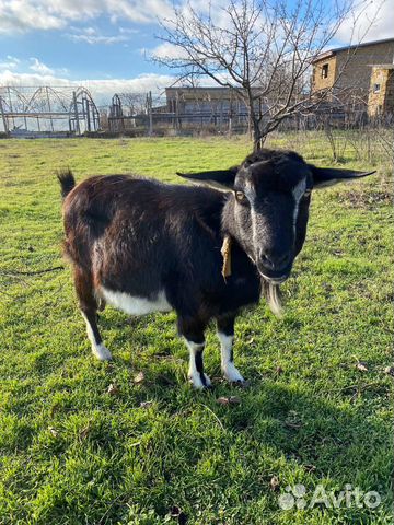 Коза Козы Козёл