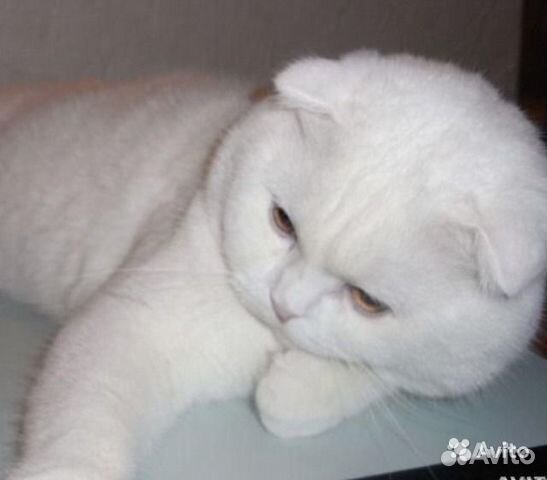 Клубная белоснежная скоттиш фолд