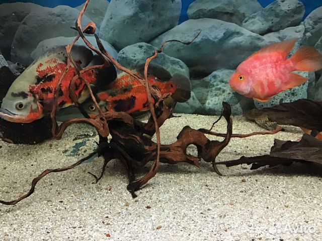 Продам рыбу Астроноиусы красный Оскар и Попугай