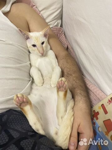 Кот ориентал